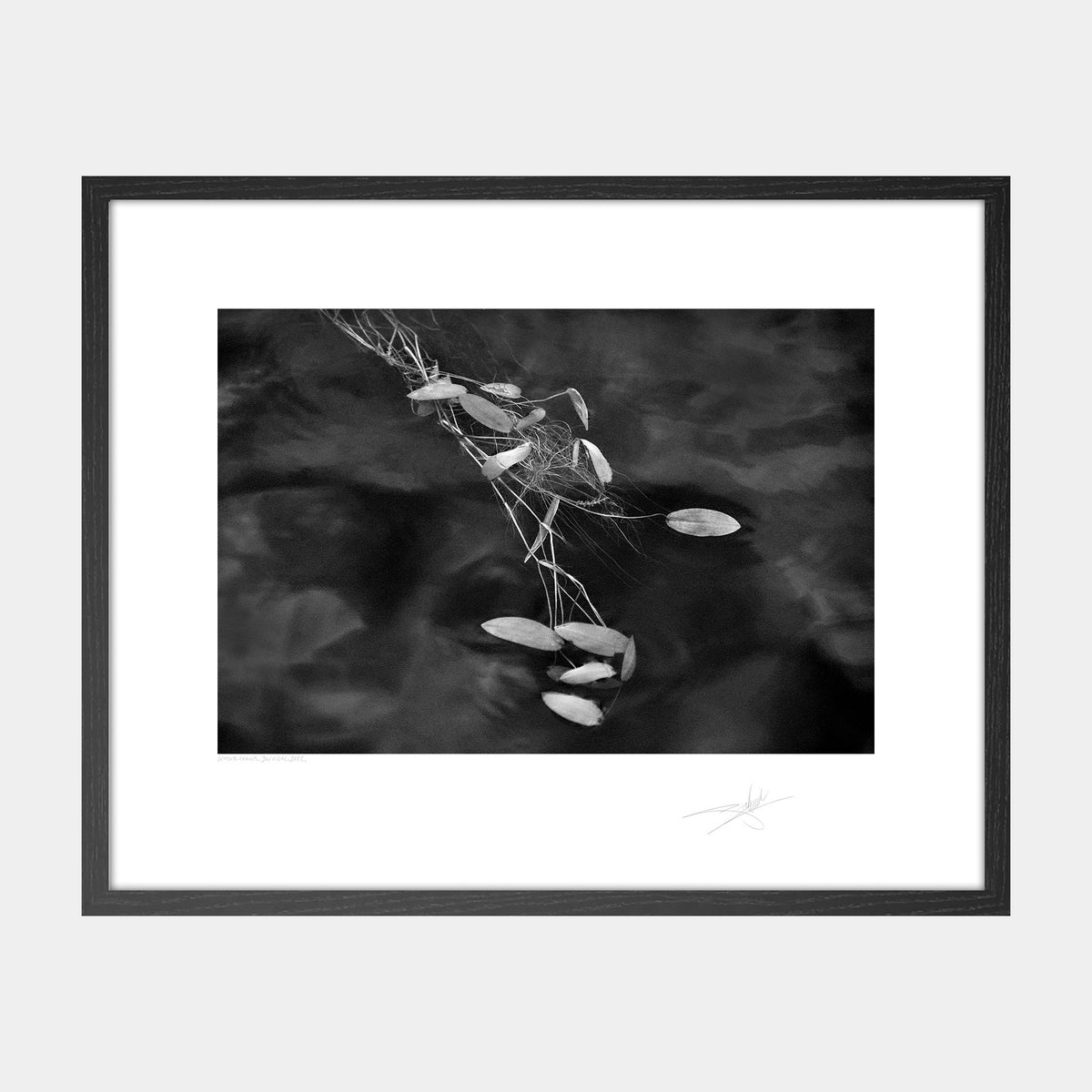 Water Leaves photography | Giles Norman Gallery