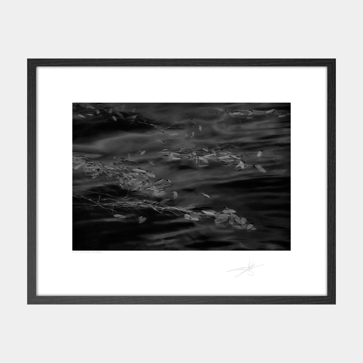 Water Leaves photography | Giles Norman Gallery