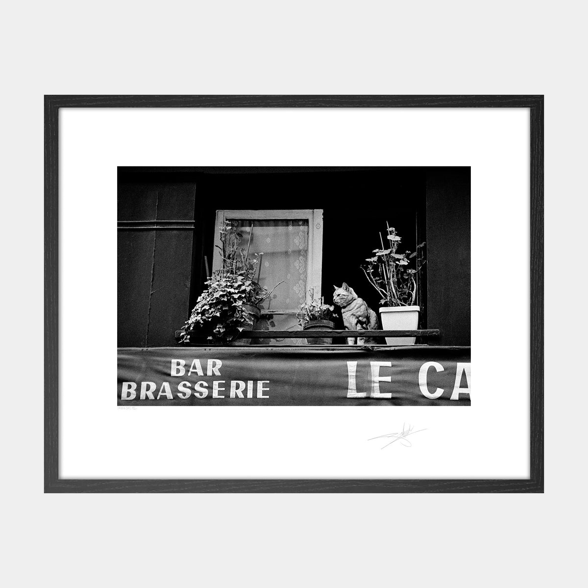 Street photography prints - Paris Cat | Giles Norman Gallery